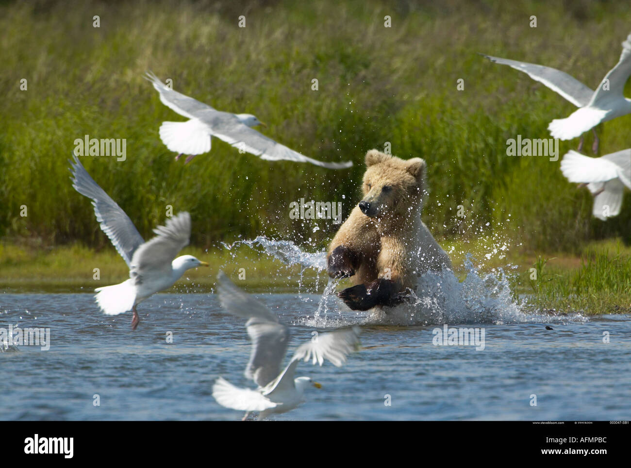 Brown Bear charging through water and birds Katmai National Park Alaska ...
