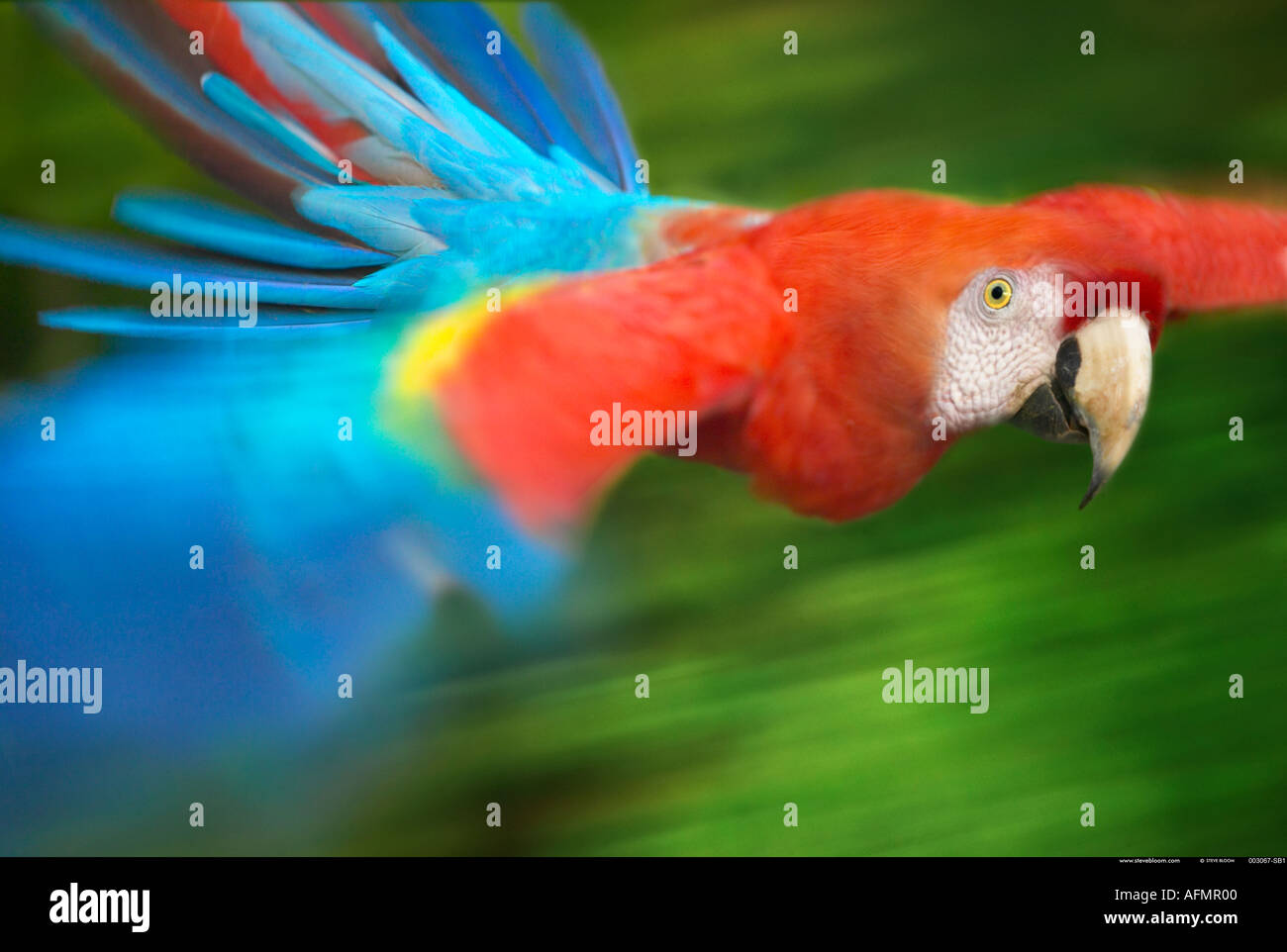 Wild Scarlet Macaw in flight Tambopata River Peru Stock Photo - Alamy