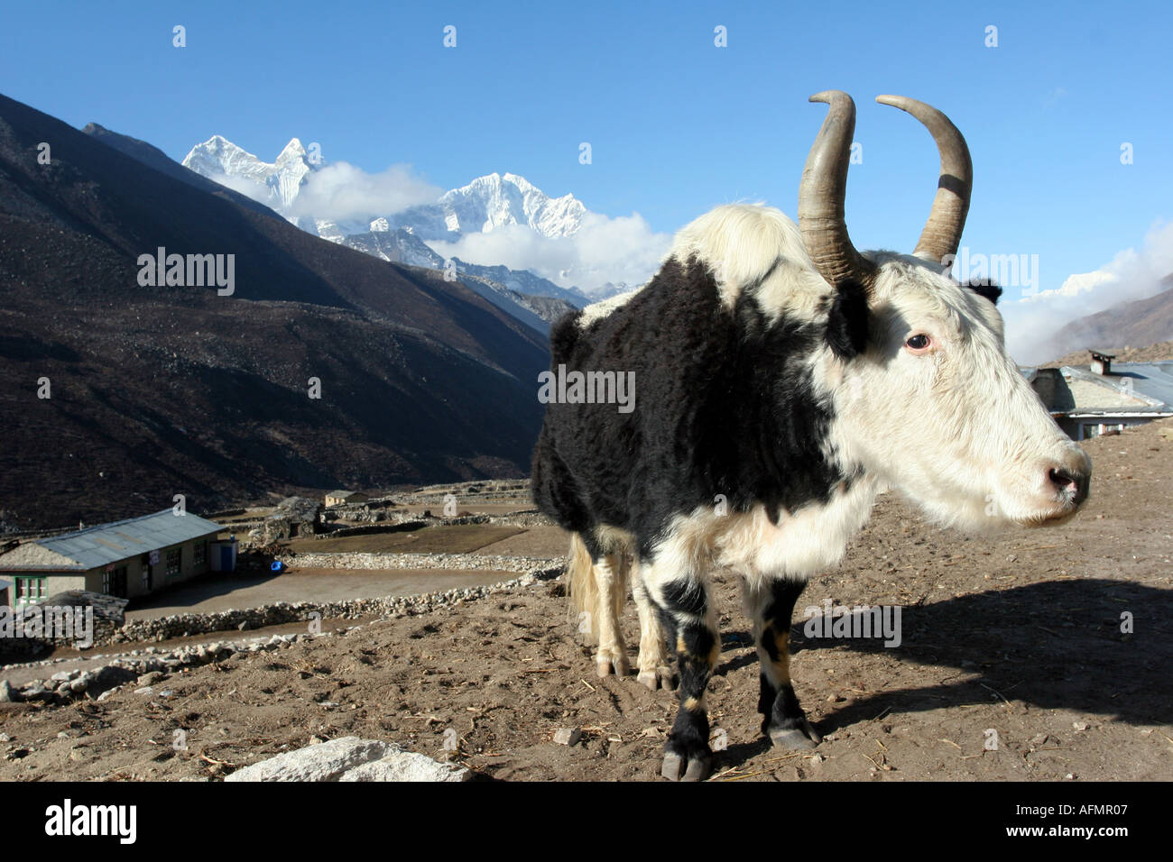 Curious black and white Nepali bull with twisted horns Stock Photo - Alamy