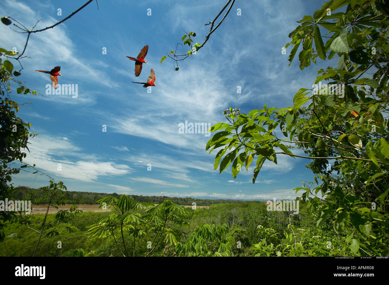 Rainforest Birds Flying