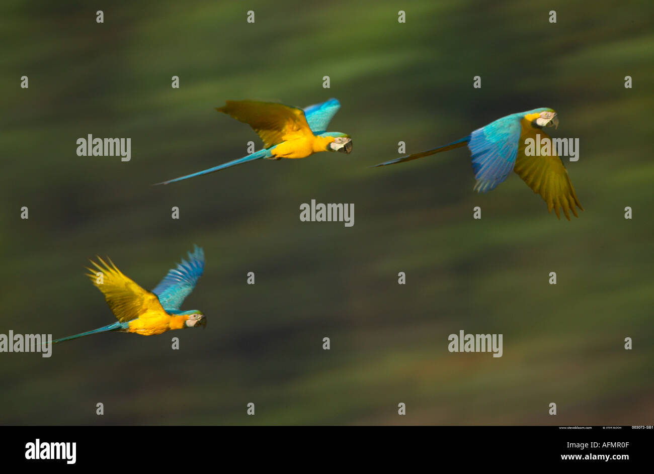 Blue and Yellow Macaws flying Tambopata River Peru Stock Photo - Alamy