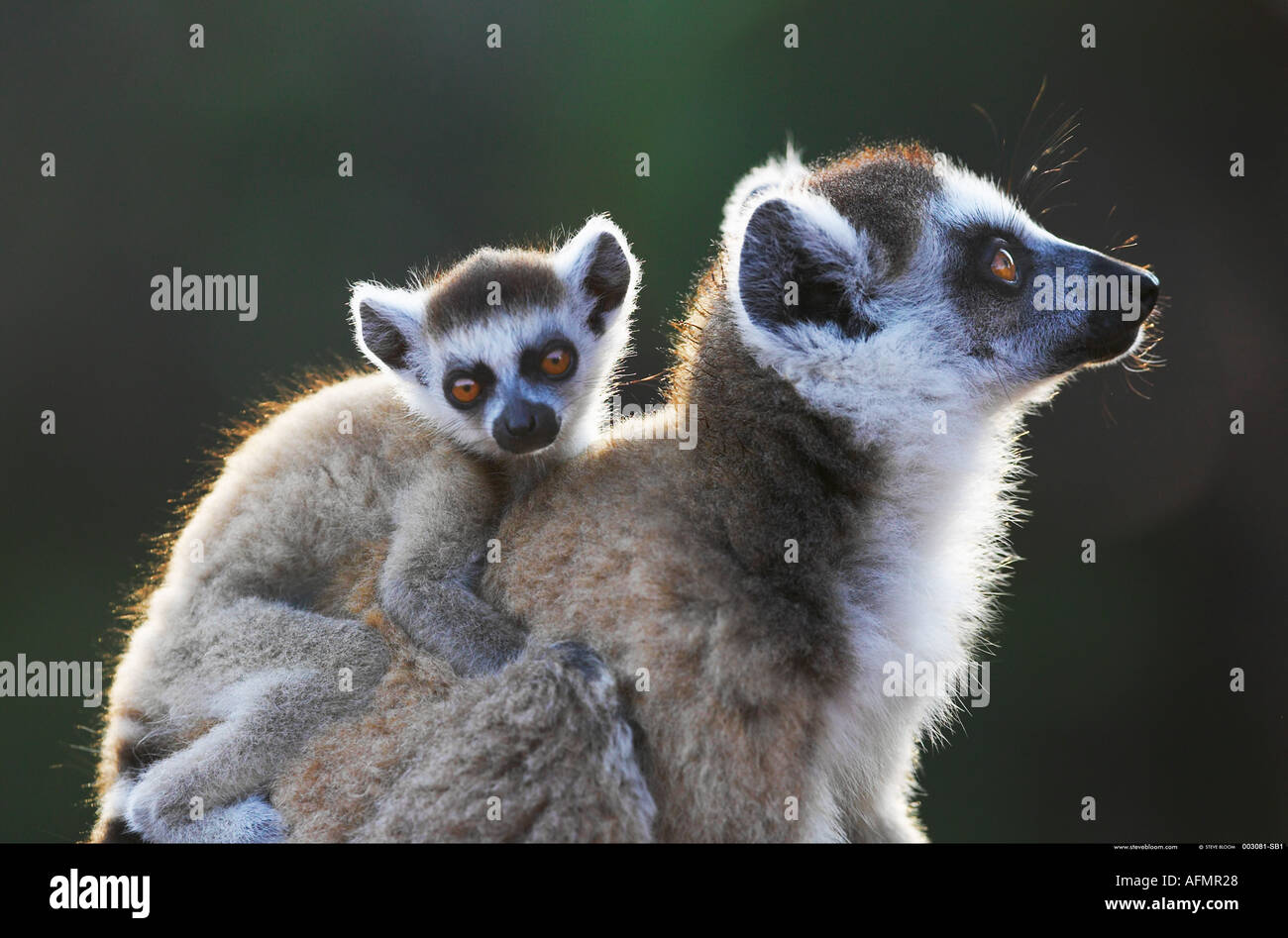 Mother ring tailed lemur sitting with baby on her back Berenty ...