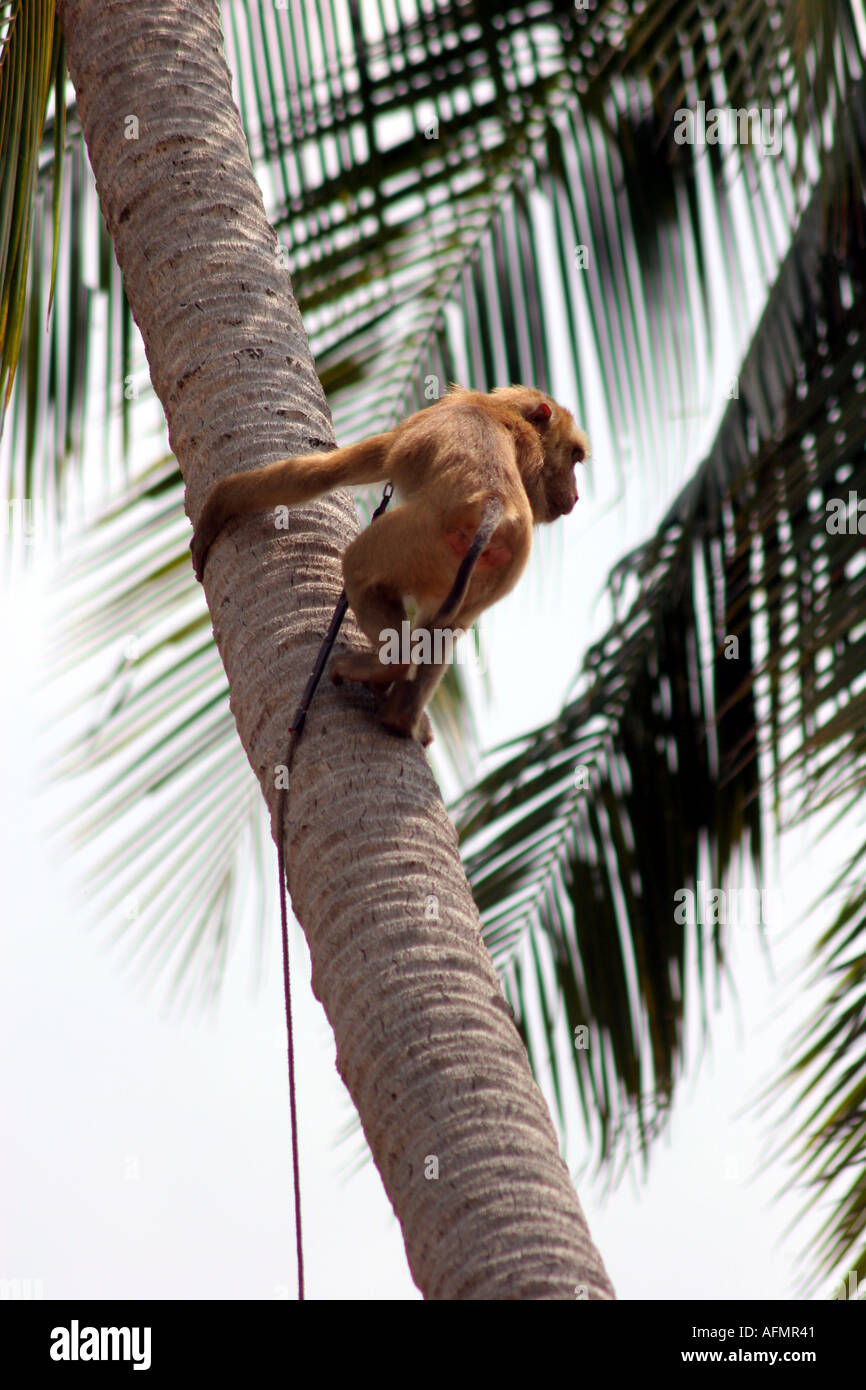 Trained coconut retriever monkey on a coconut plantation on Koh Samui ...