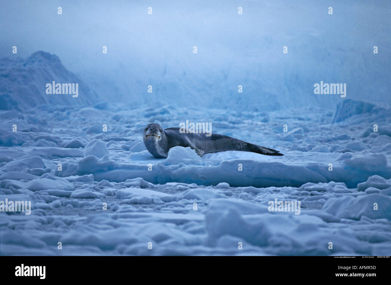 Leopard seal alone hi-res stock photography and images - Alamy