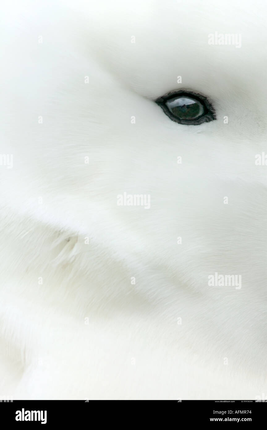 Close up face albatross hi-res stock photography and images - Alamy