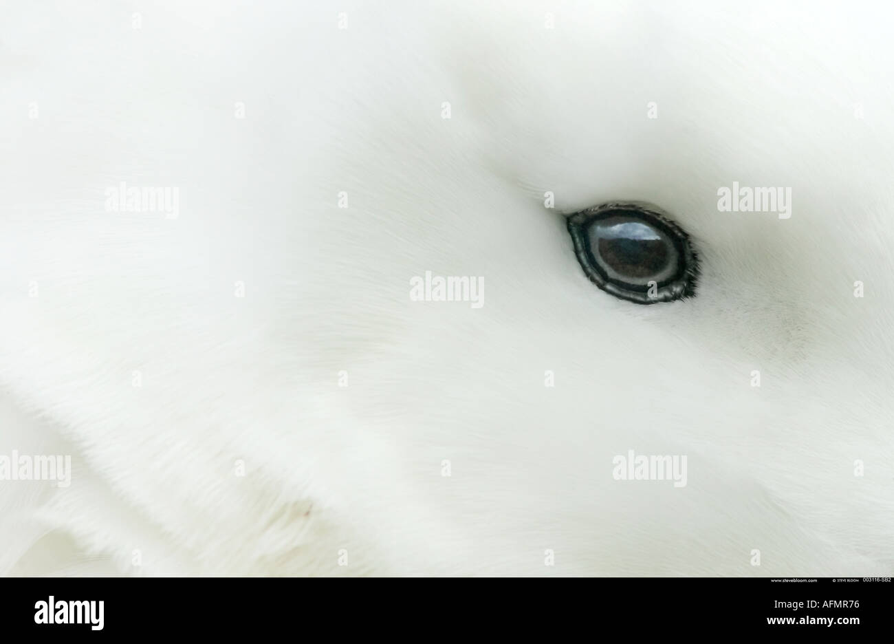 Close up of an eye of the Royal Albatross Campbell Island Antarctica ...