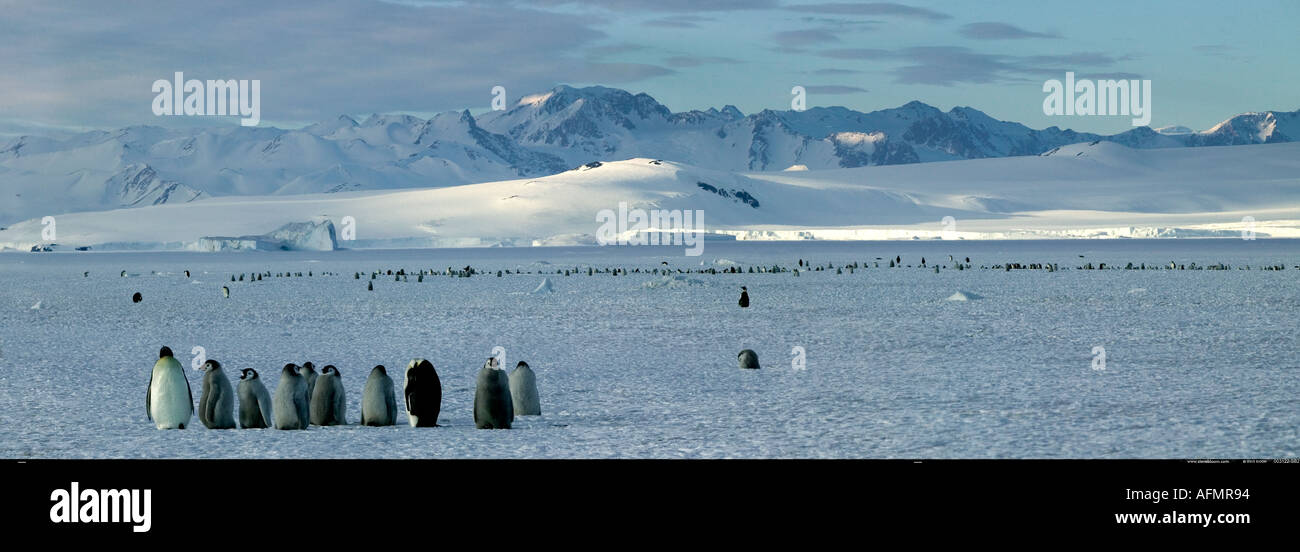 Emperor penguin colony Cape Washington Antarctica Stock Photo - Alamy