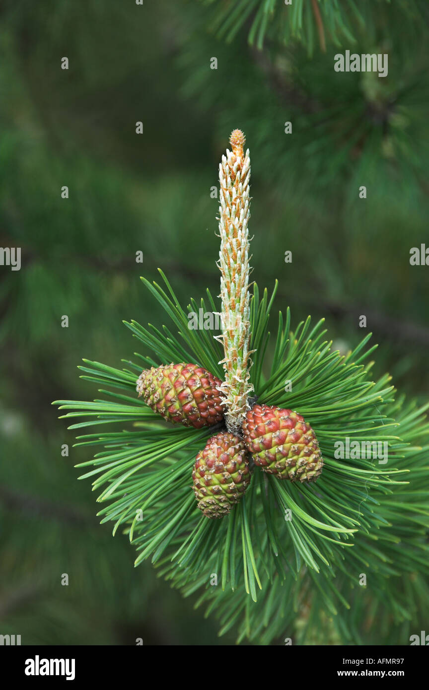 Appears in spring hi-res stock photography and images - Alamy