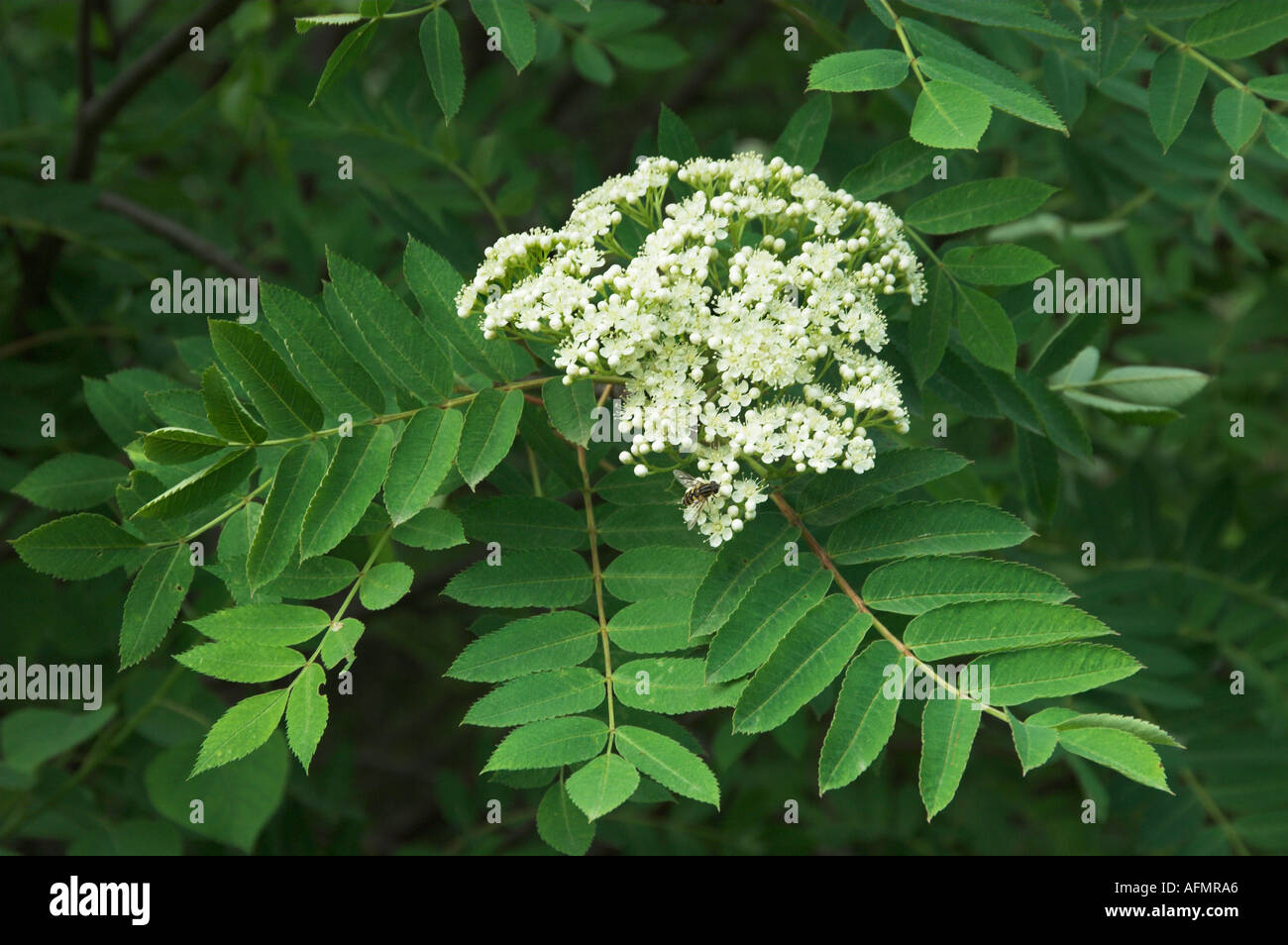White Ash Flower