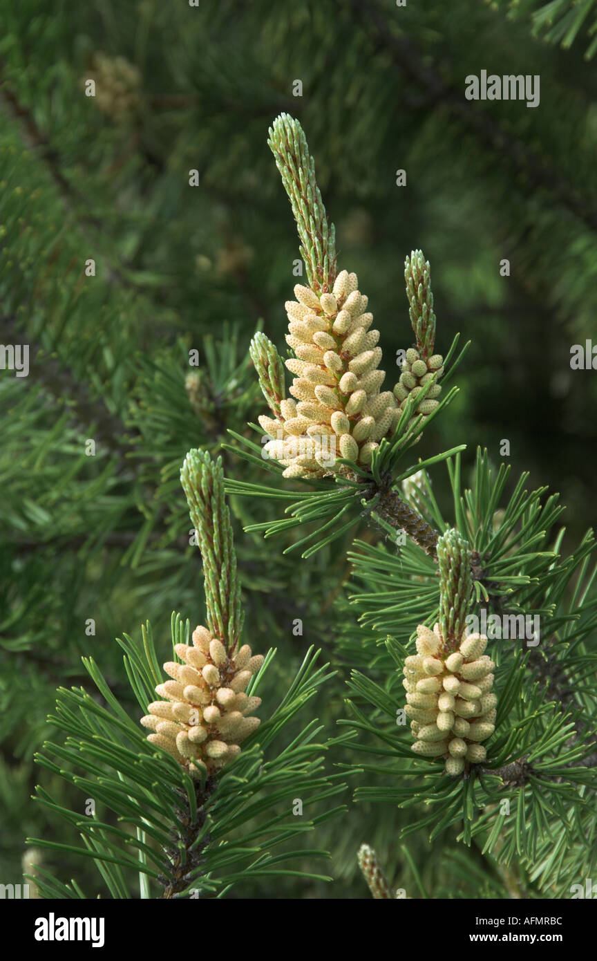 Appears in spring hi-res stock photography and images - Alamy