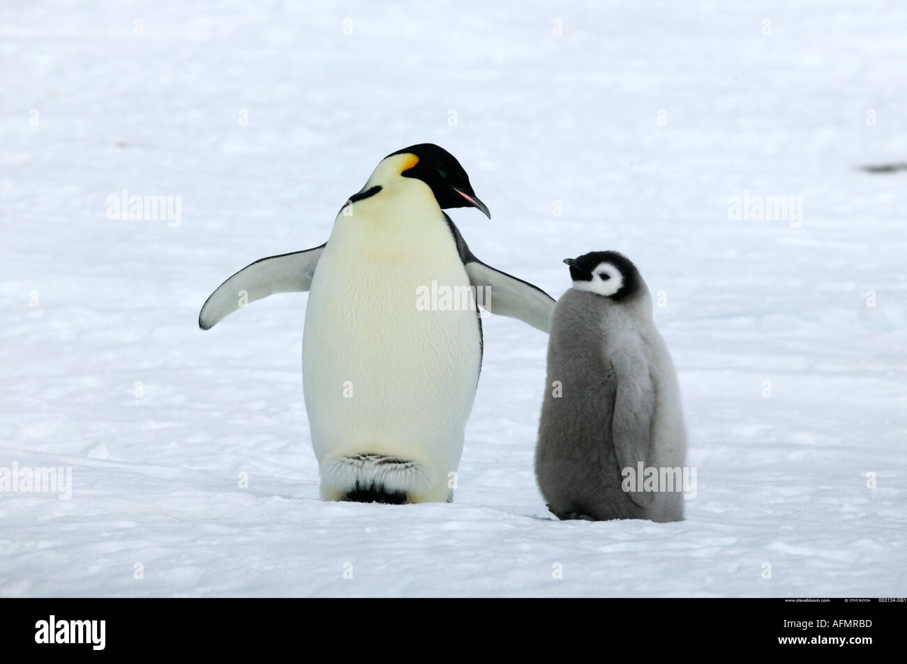 Emperor penguins Coulman Island Antarctica Stock Photo - Alamy