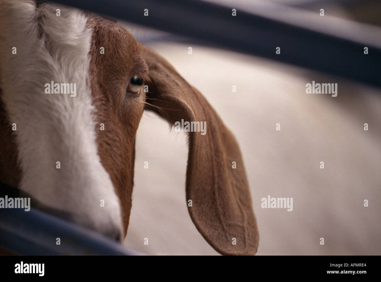 Goat face detail, showing eye and ear Stock Photo - Alamy
