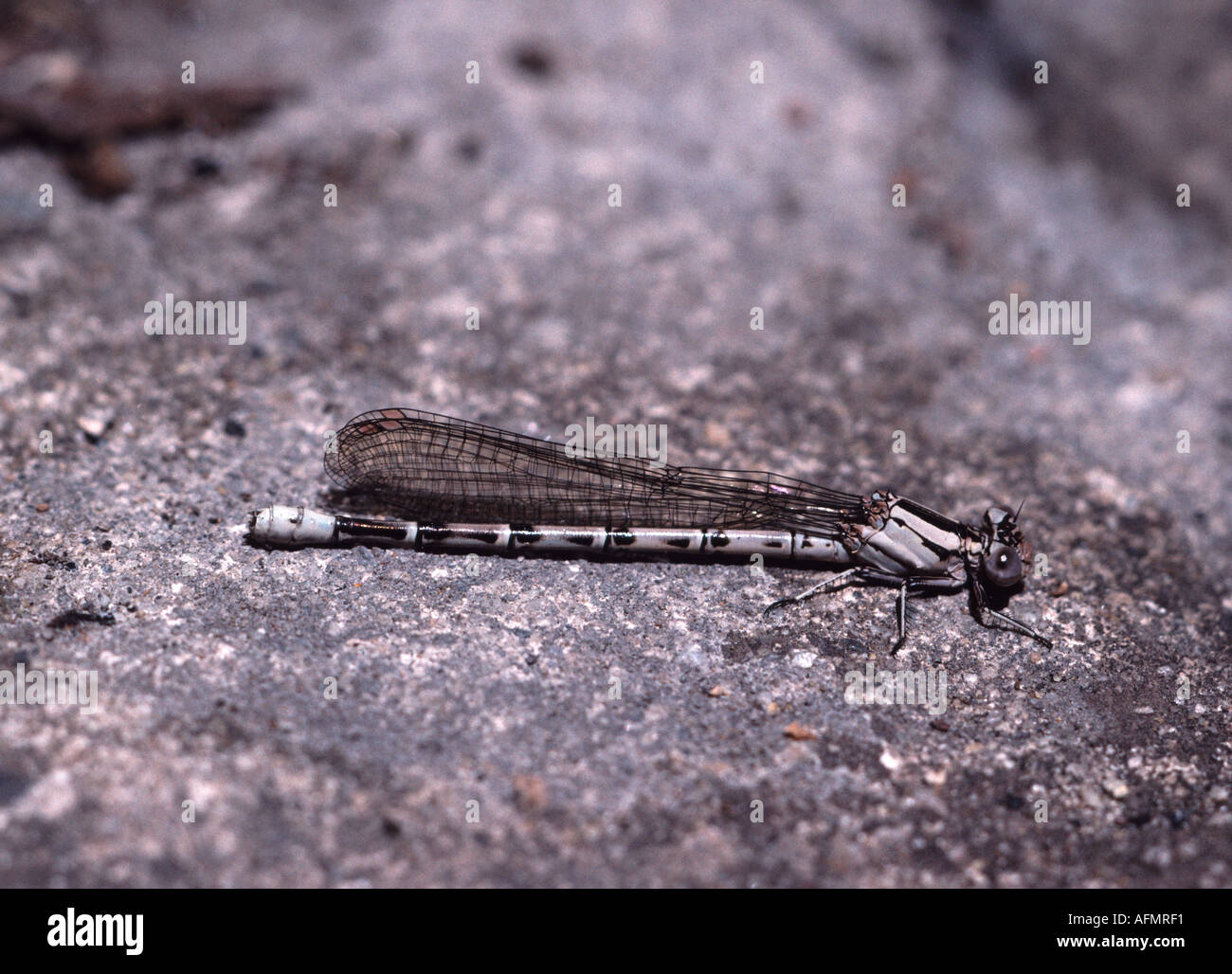 Coenagrionidae Narrow Winged