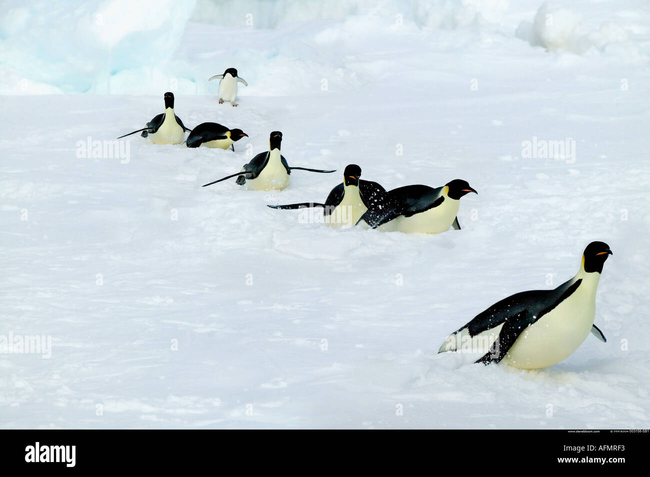 Penguin slide hi-res stock photography and images - Alamy