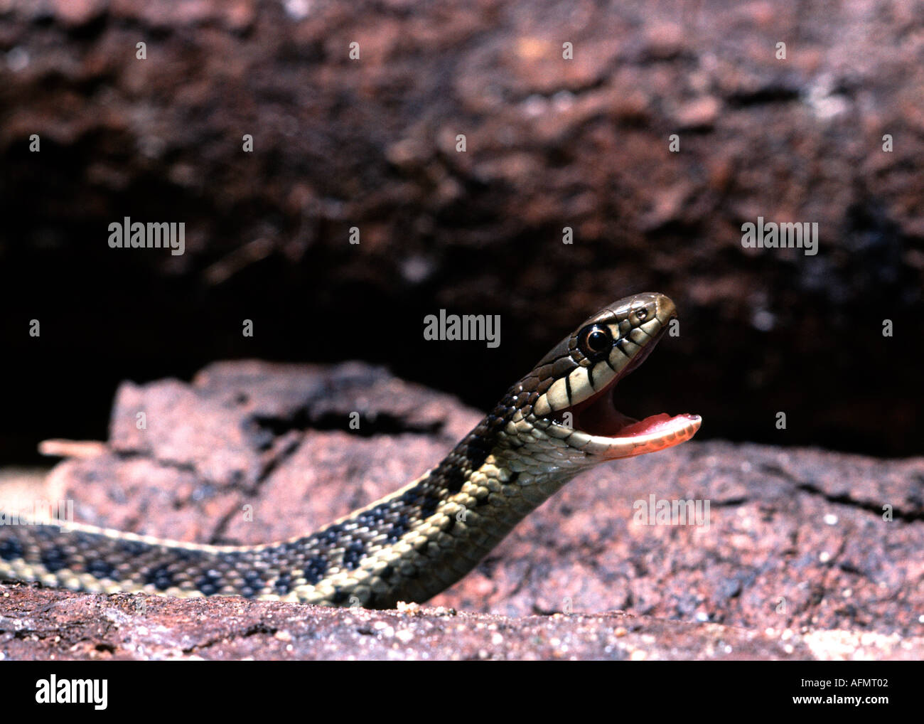 Western garter snake thamnophis elegans hi-res stock photography and ...
