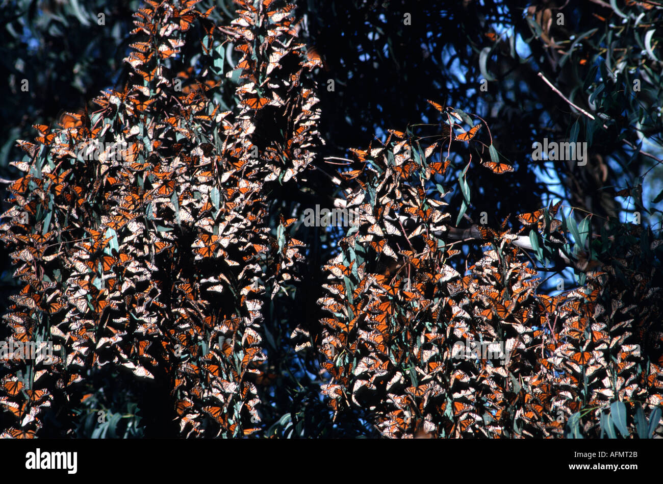 24489 Monarch butterflies Danaus plexippus wintering on a branch in a eucalyptus grove Natural ...