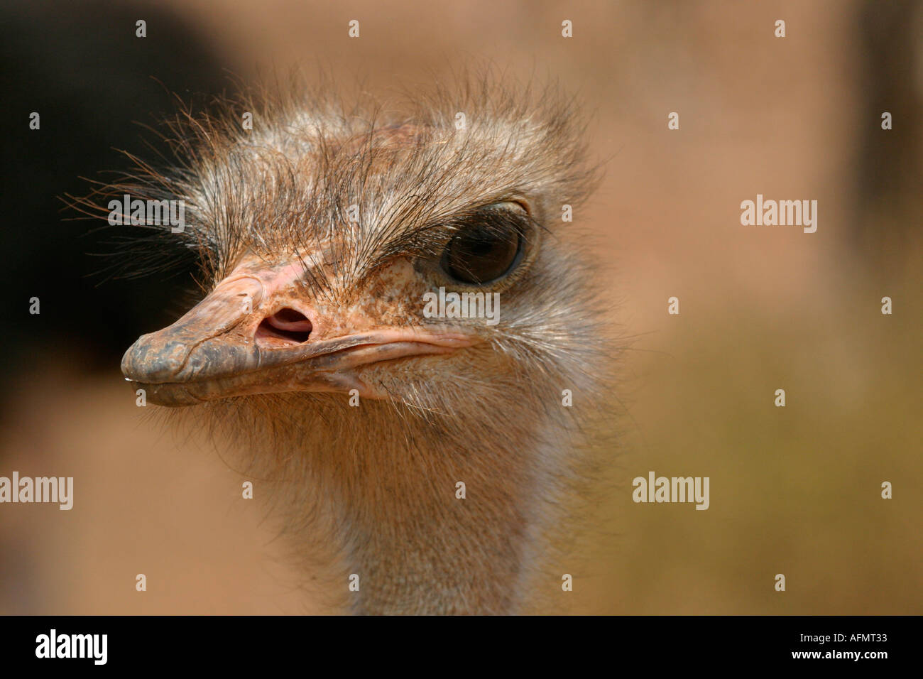 Emu head hi-res stock photography and images - Alamy