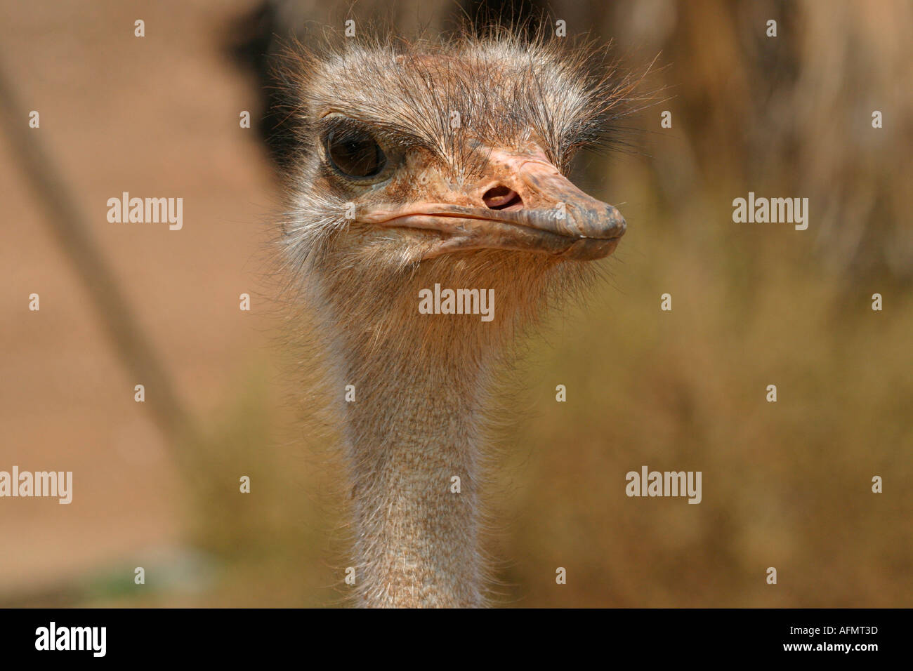 Head and neck of Emu Stock Photo - Alamy