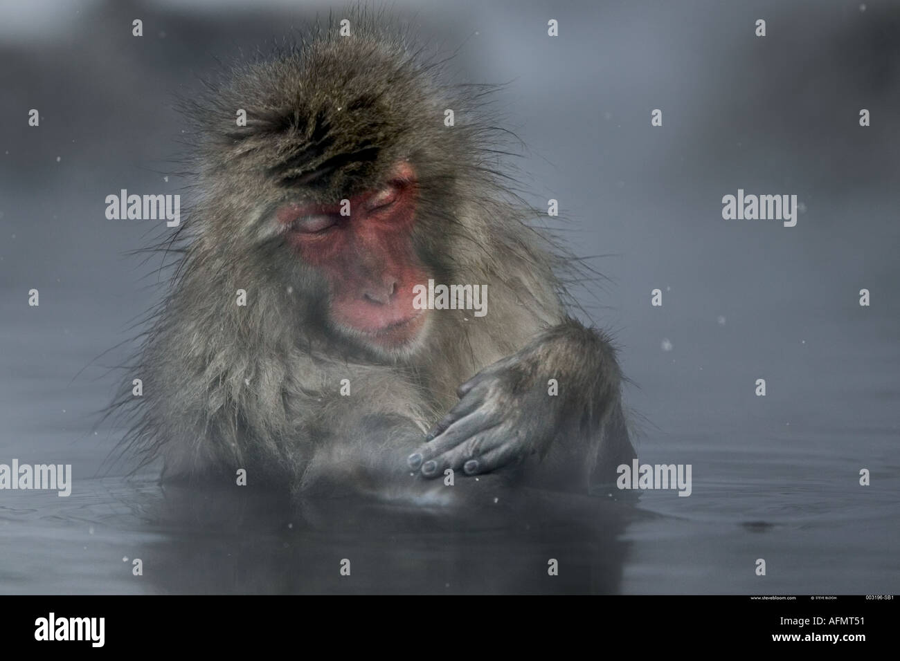 Snow monkey enjoying the hot springs Jigokudani National Park Japan ...