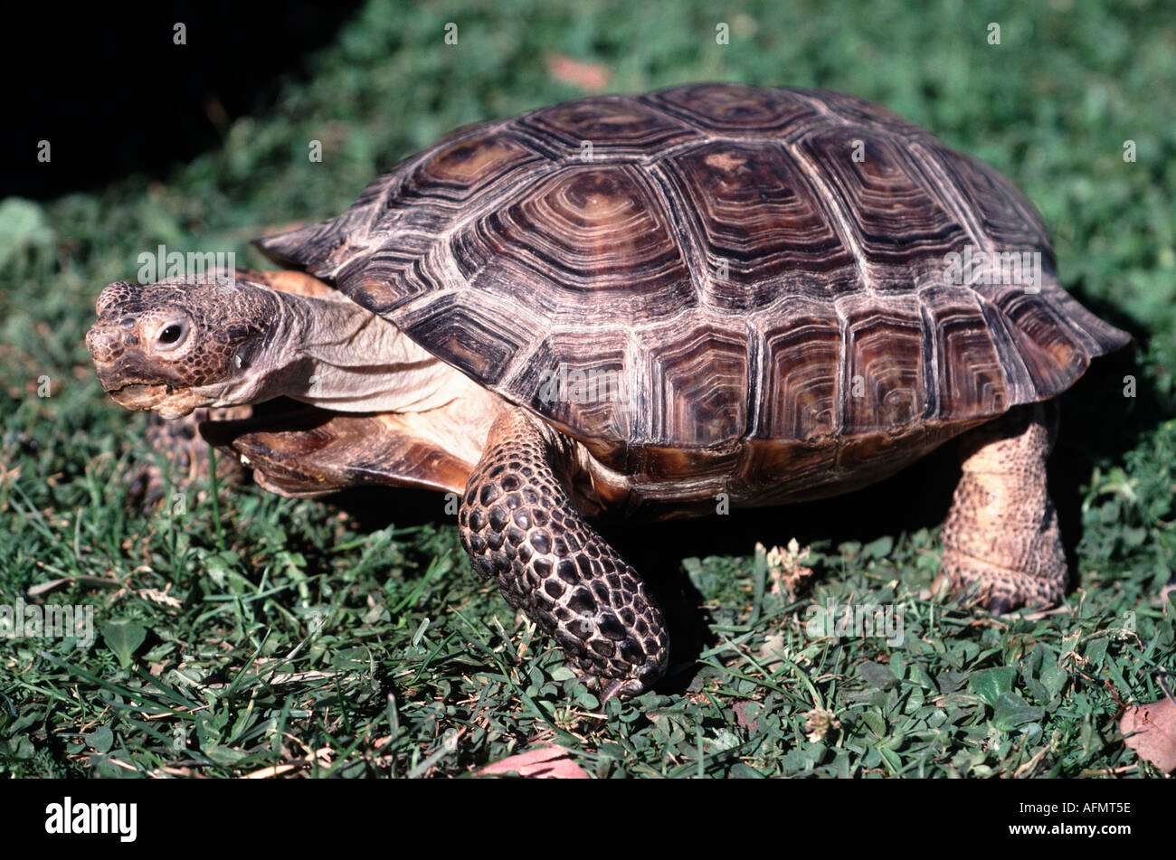 Desert Tortoise Gopherus agassizi California USA turtle reptile herp ...