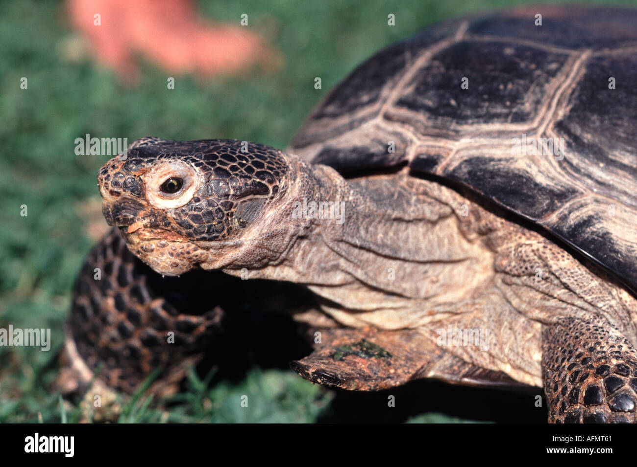 Californias State Reptile