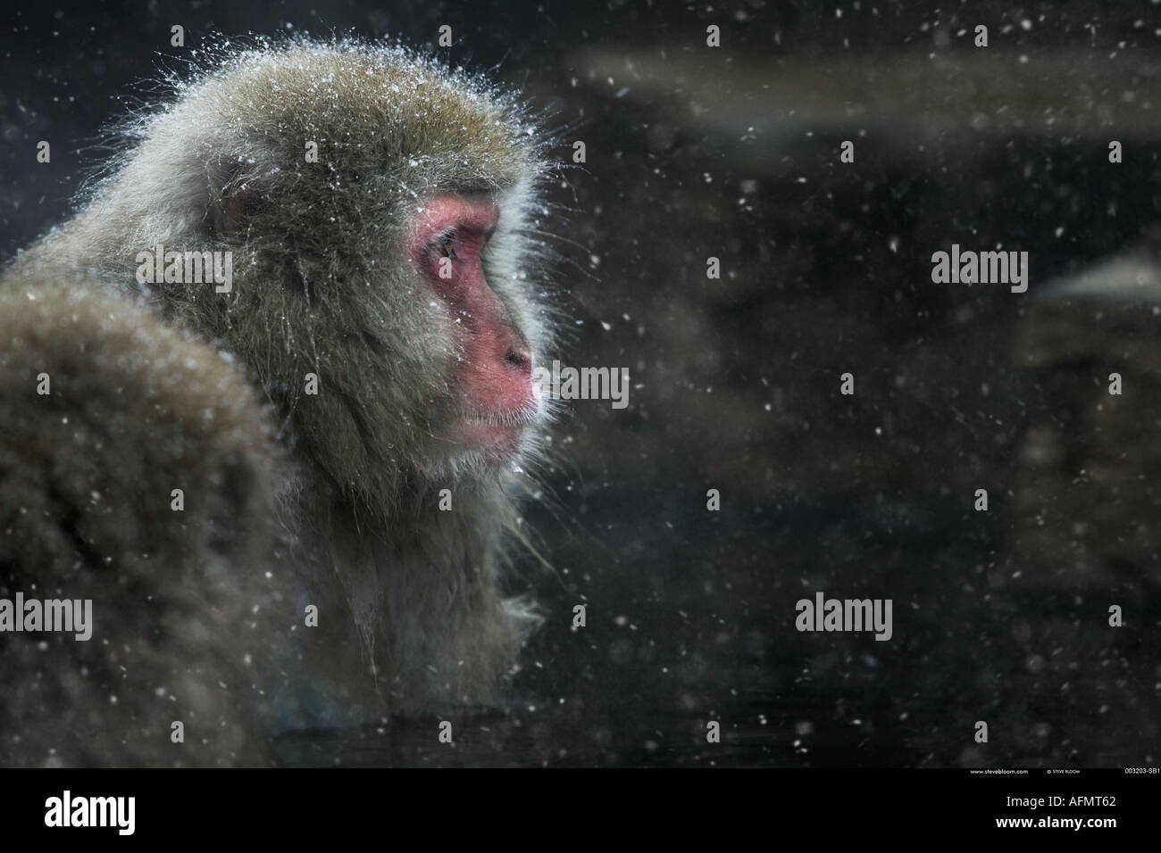 Reflecting monkey hi-res stock photography and images - Alamy