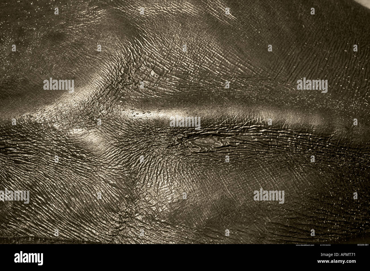 Close up of the spine of an Indian Elephant Kanha India Stock Photo - Alamy