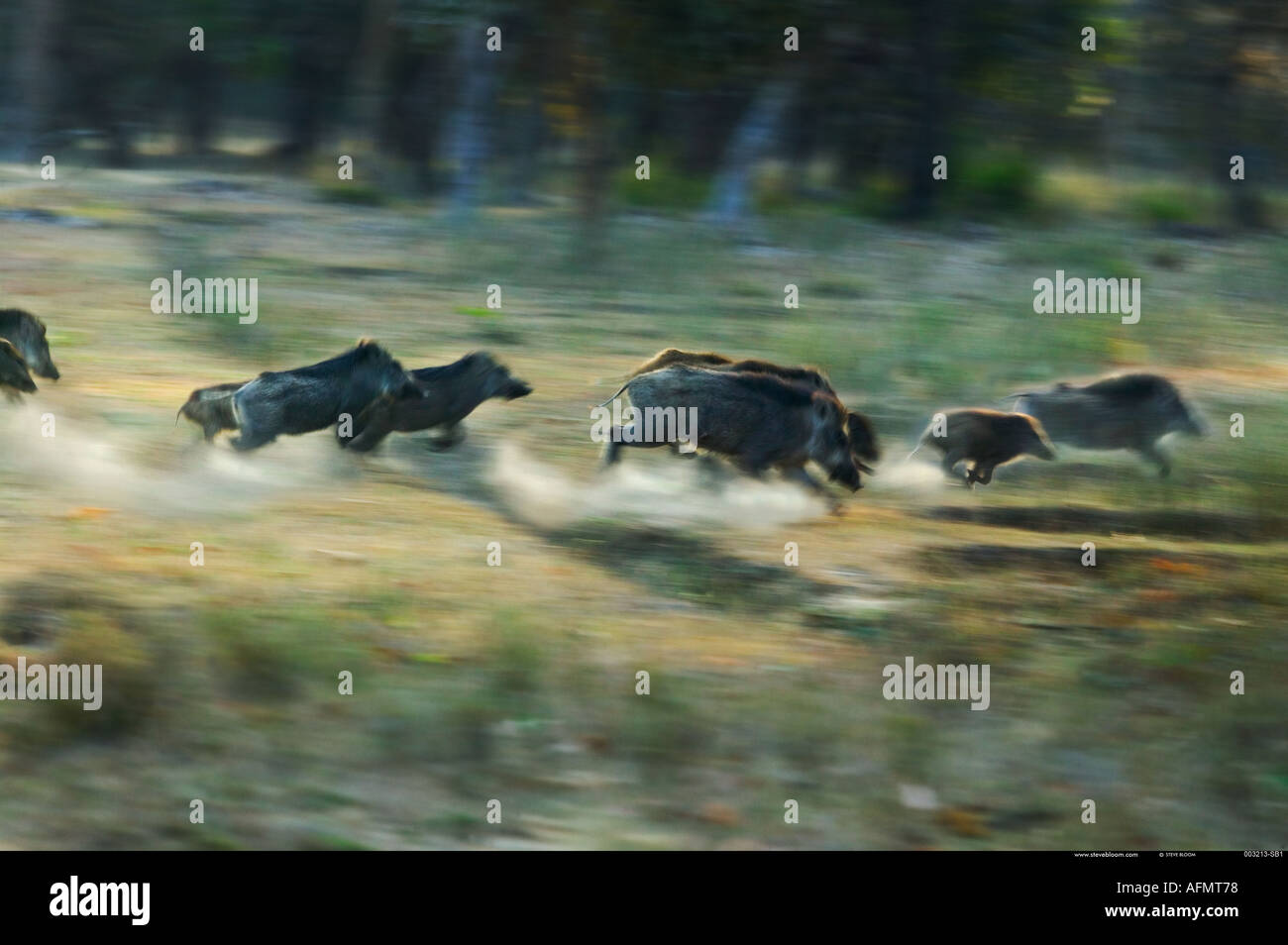 Stampeding hi-res stock photography and images - Alamy