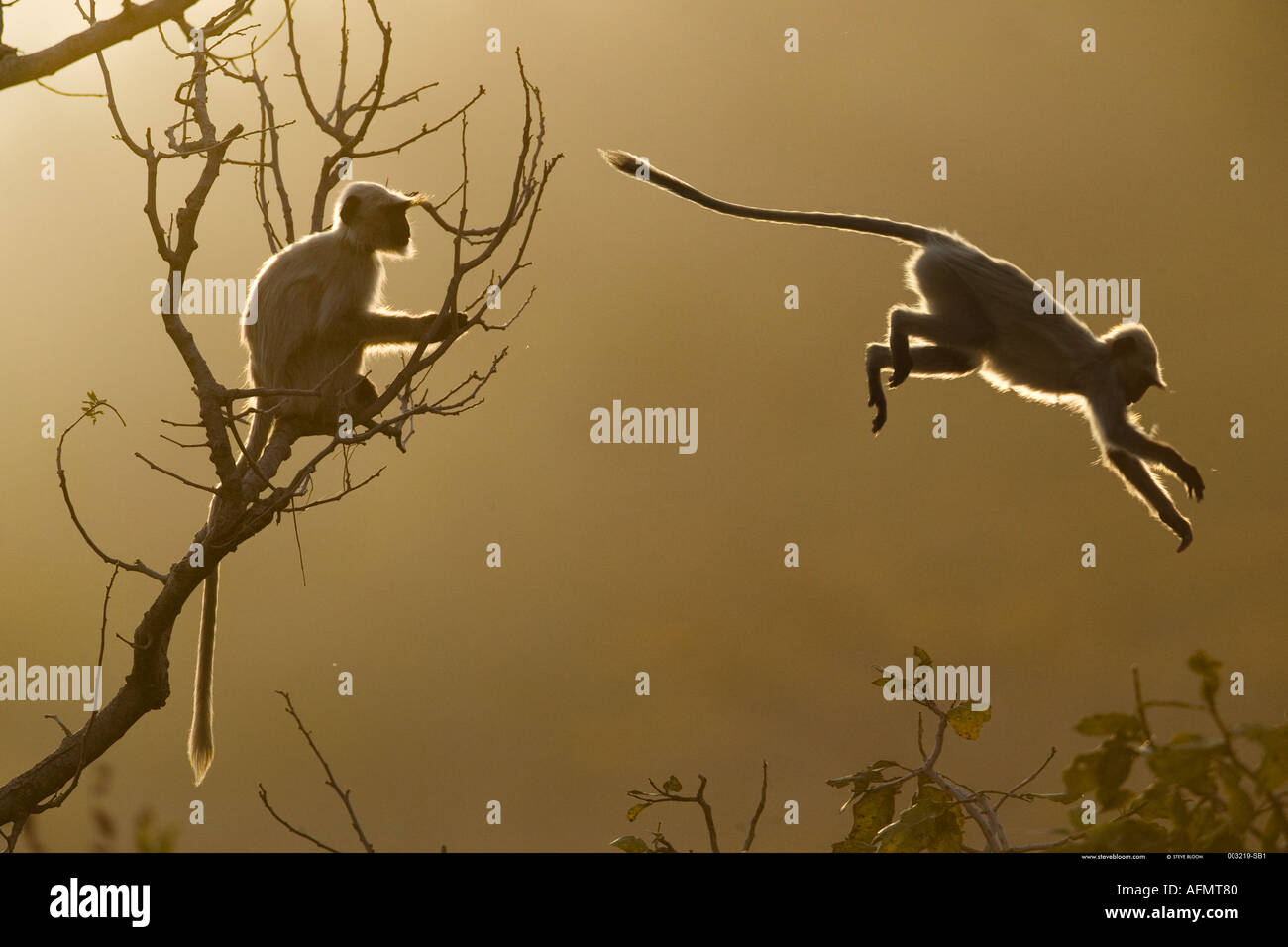 Flying hanuman hi-res stock photography and images - Alamy