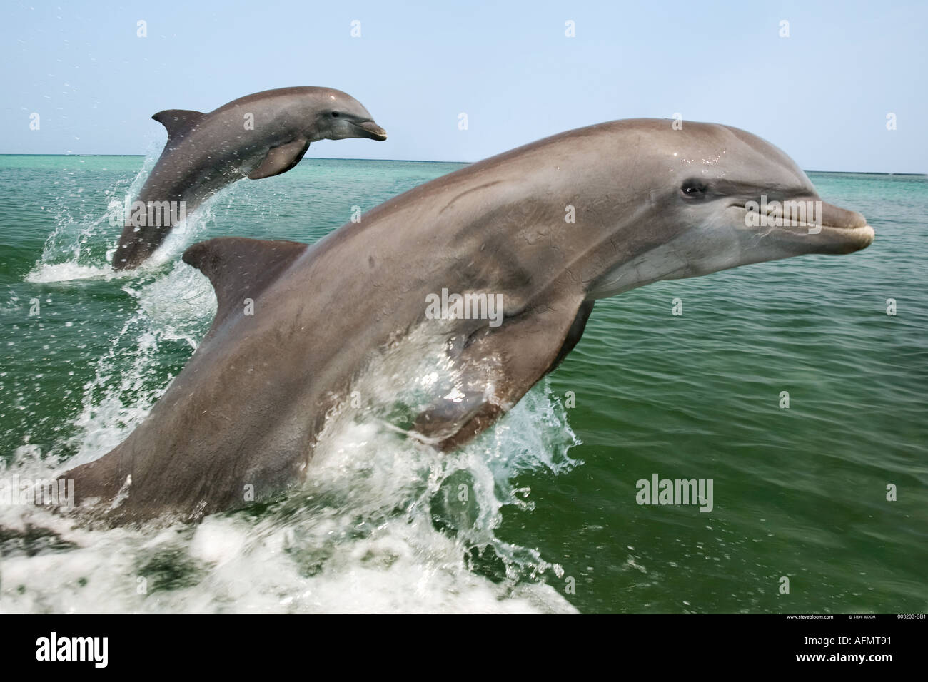 Bottlenose Dolphins leaping together out of the water Honduras Stock ...