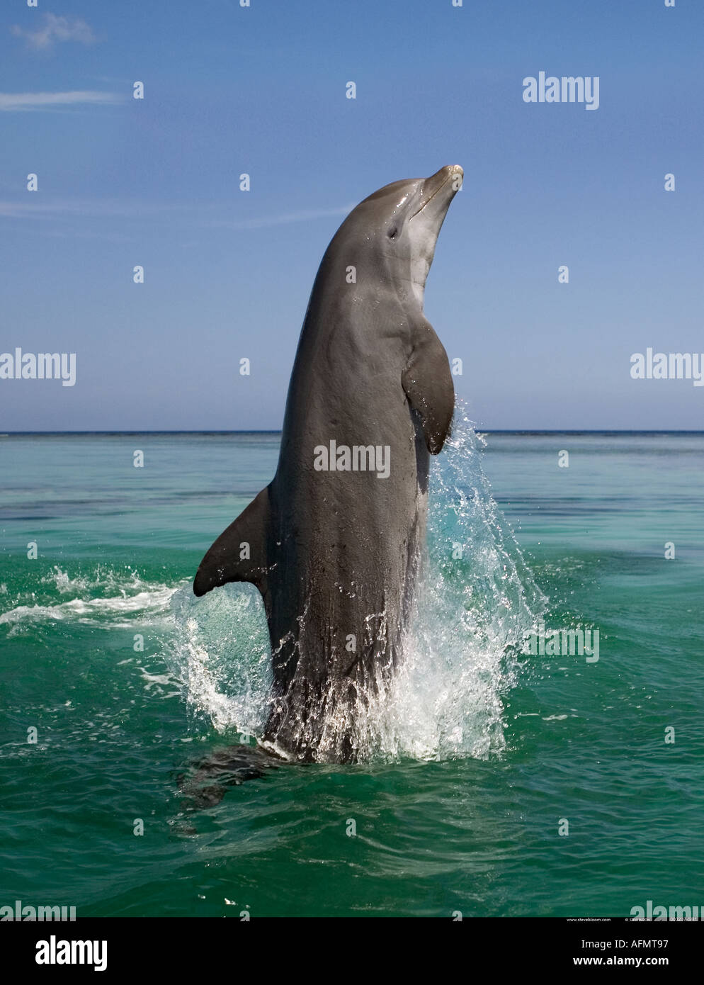 Excited dolphin hi-res stock photography and images - Alamy