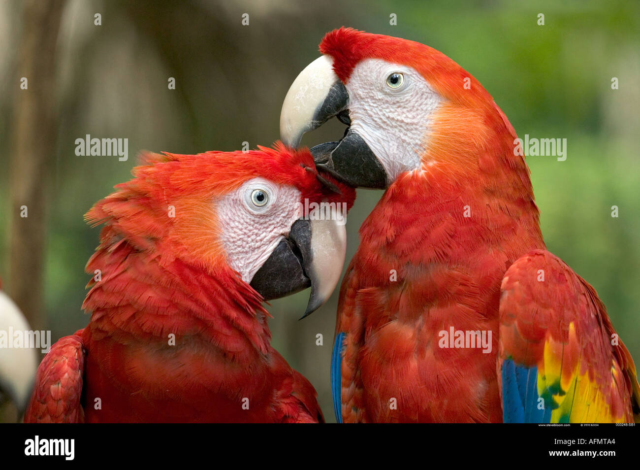 Close up of two Scarlet Macaws Honduras Stock Photo - Alamy