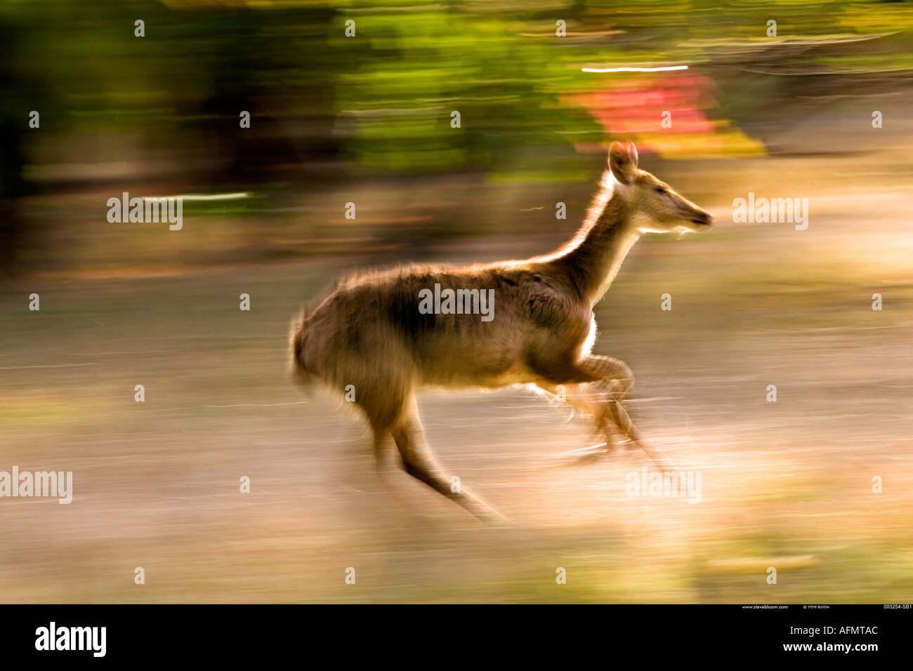 Female Barasingha or Swamp Deer Kanha India Stock Photo - Alamy
