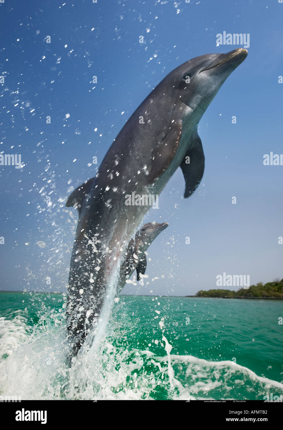 Bottlenose Dolphin leaping Honduras Stock Photo - Alamy