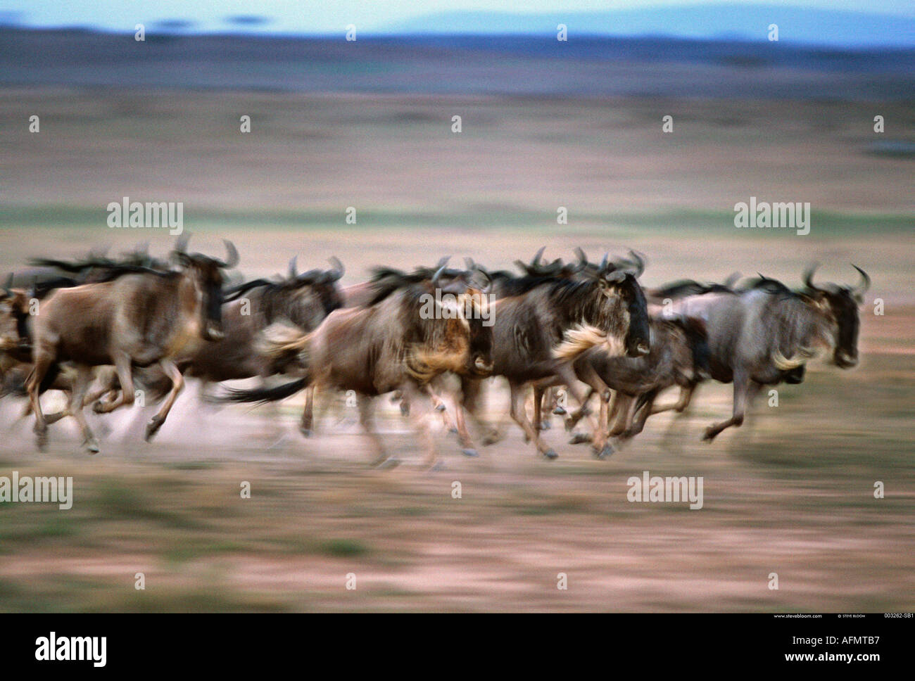 Stampede wildebeest hi-res stock photography and images - Alamy