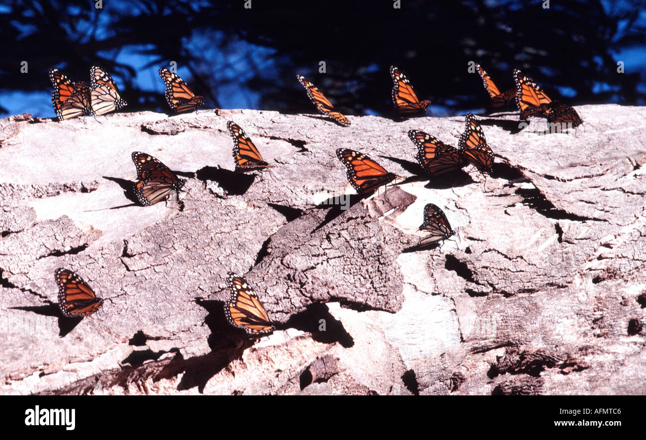 Winter migration of monarchs hi-res stock photography and images - Alamy