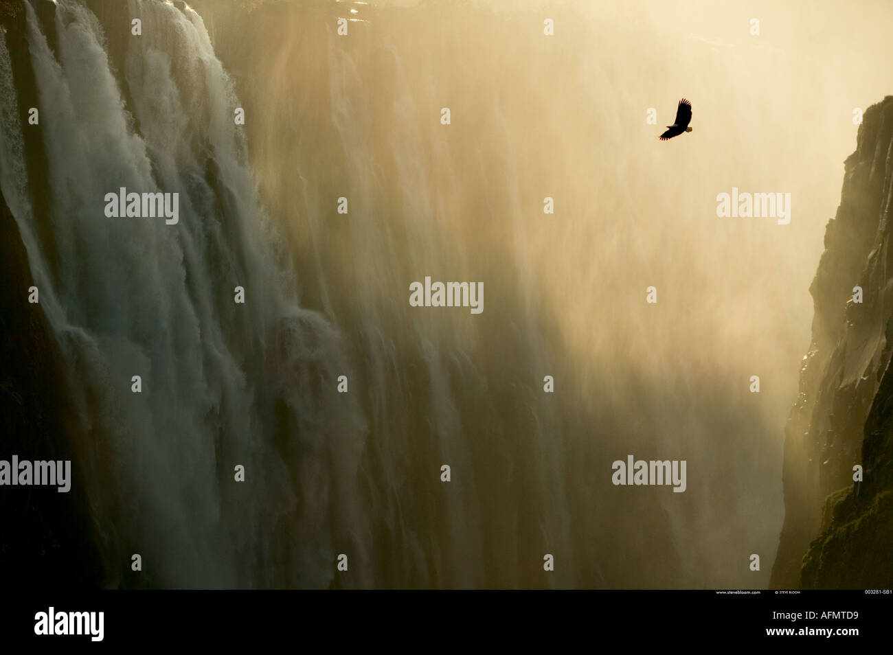 African fish eagle photos hi-res stock photography and images - Alamy
