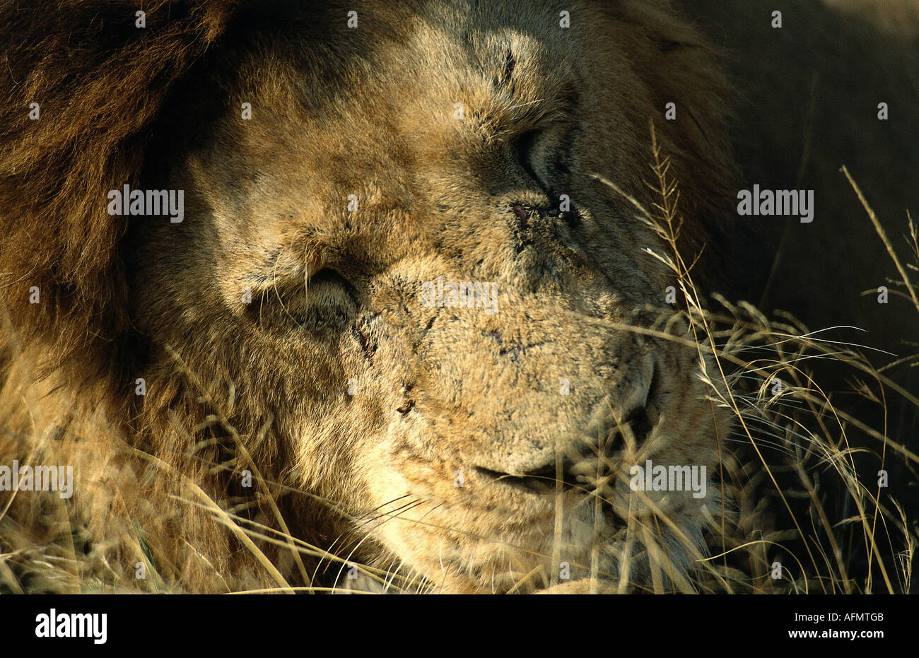zoology / animals, mammal / mammalian, Felidae, Lion (Panthera leo ...
