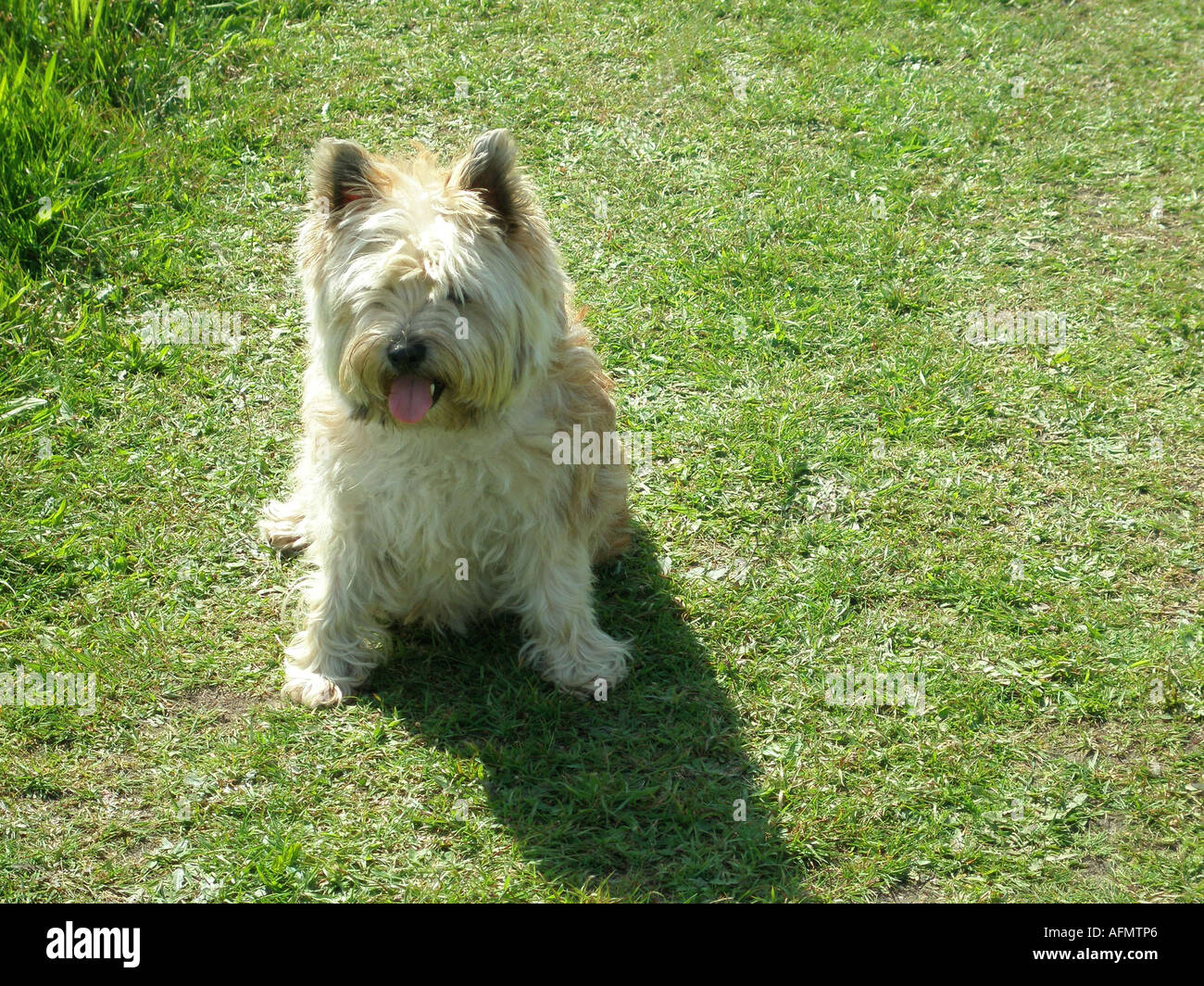 Gold coloured Cairn Terrier sitting on lawn looking on in anticipation ...