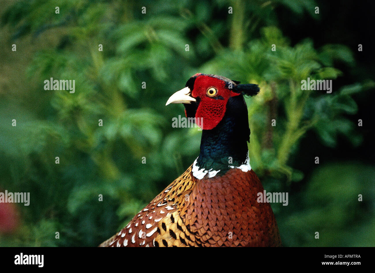zoology / animals, avian / bird, Phasianidae, Common Pheasant ...