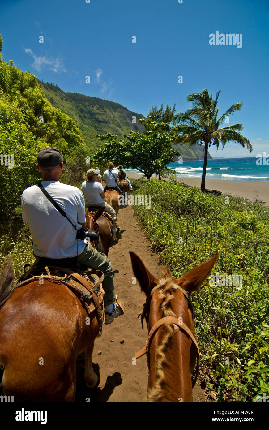 Molokai Mule Ride Hawaii Island Kalaupapa National Park Stock Photo - Alamy