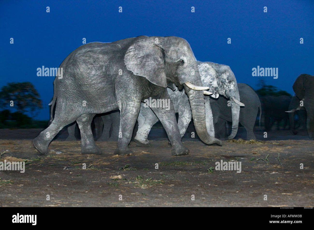 Photographs of elephants hi-res stock photography and images - Alamy