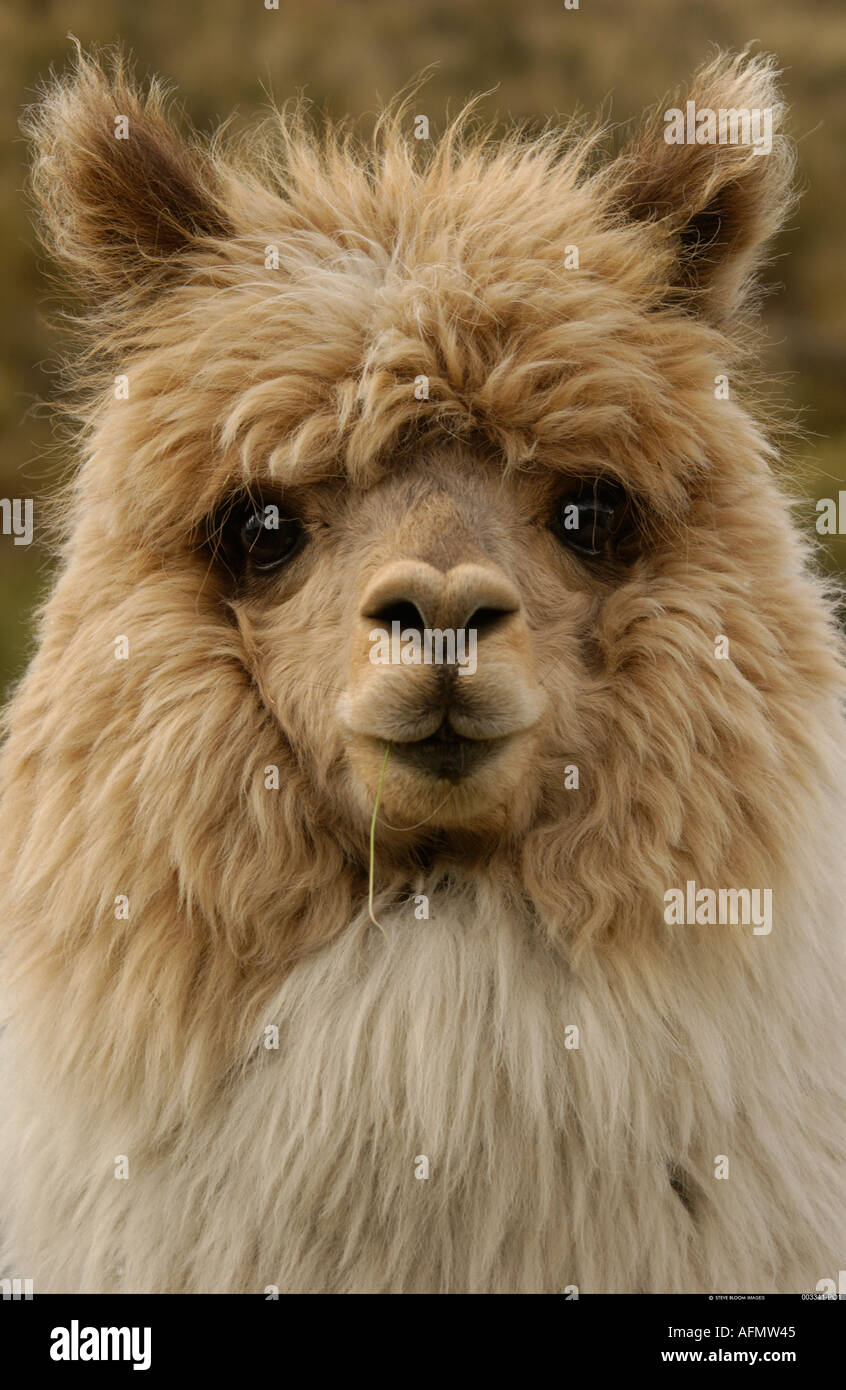 Alpaca wool clothing hi-res stock photography and images - Alamy