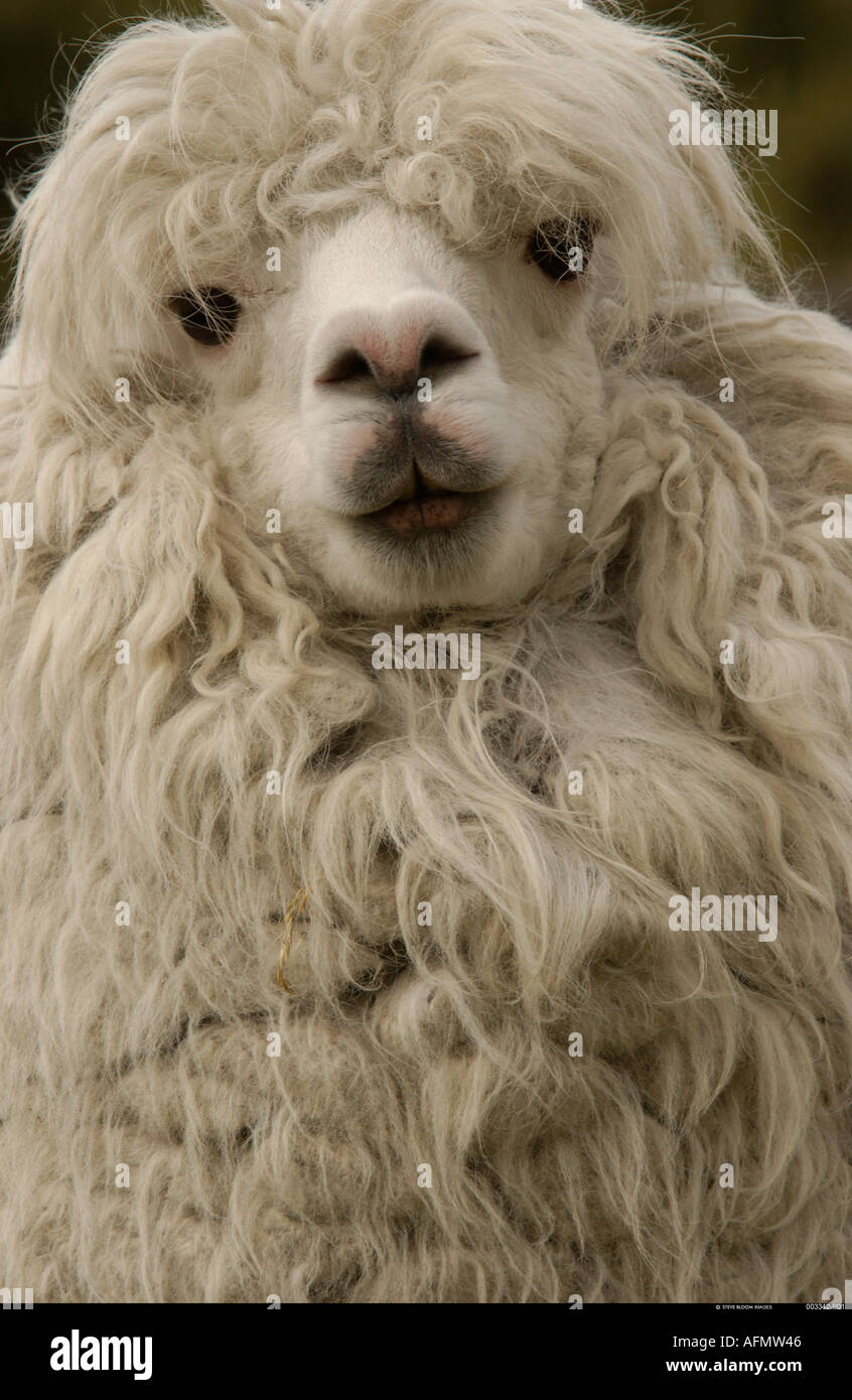 Produce fine wool hi-res stock photography and images - Alamy
