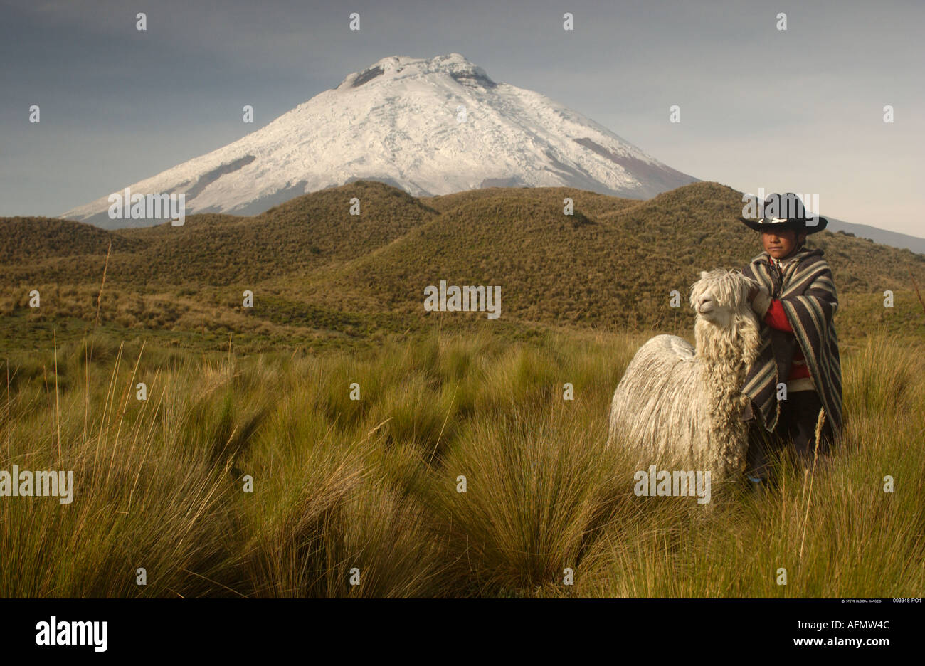 Cotopaxi Volcano 5897m and long haired Alpaca Suri Cotopaxi National ...
