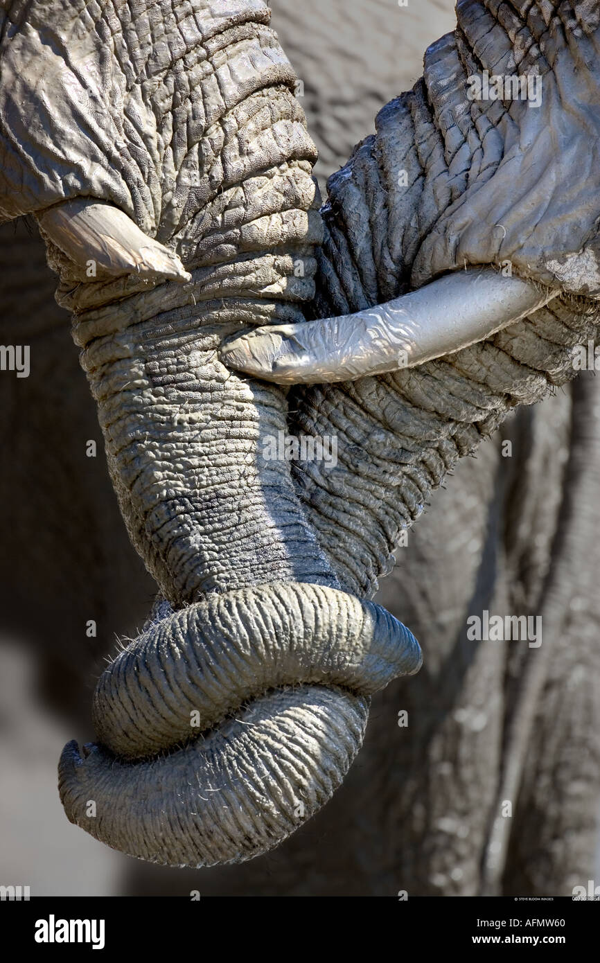 Entwining trunks hi-res stock photography and images - Alamy