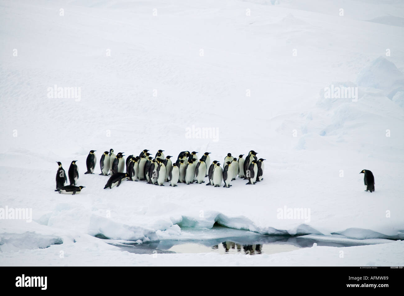 Penguins slide hi-res stock photography and images - Alamy