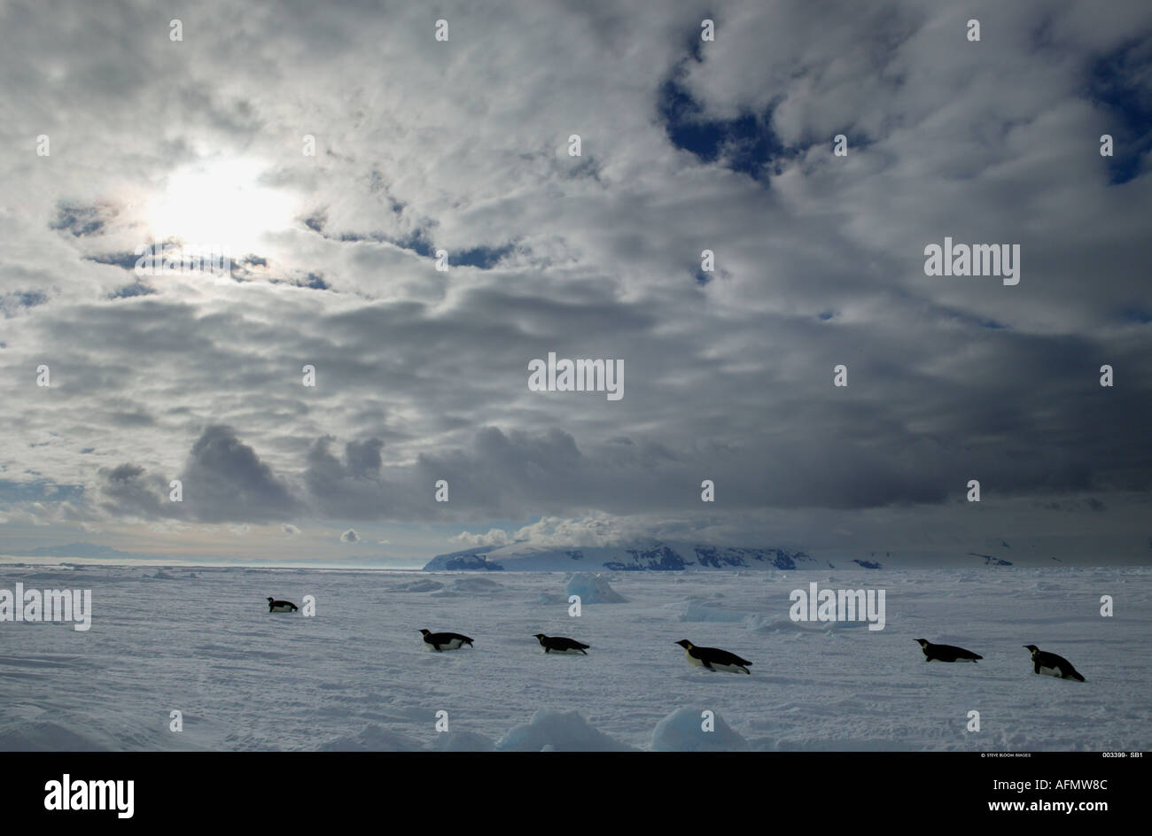 Emperor Penguins tobogganing at Coulman Island Antarctica Stock Photo ...