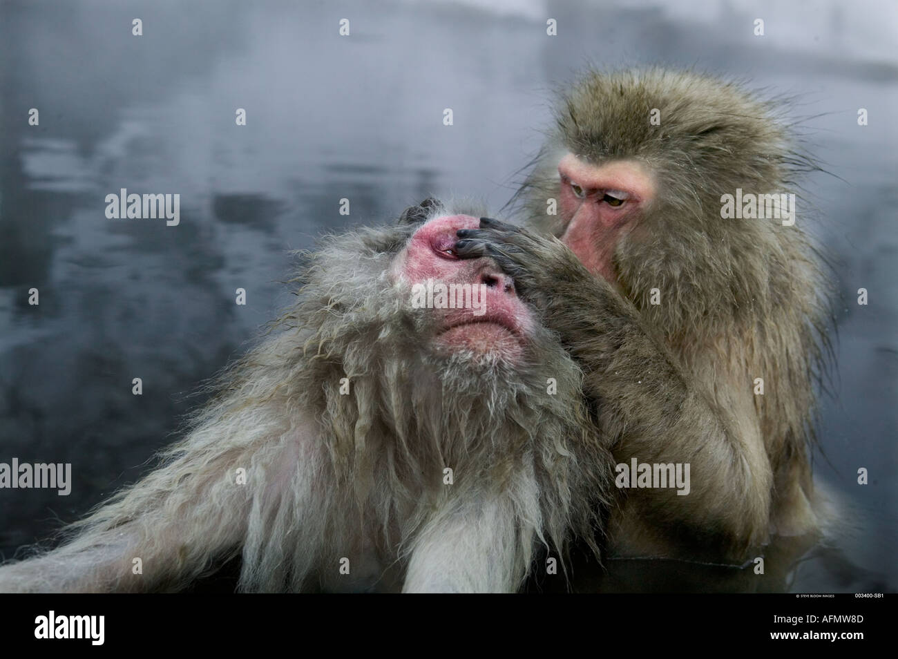 Snow monkeys grooming Jigokudani National Park Japan Stock Photo - Alamy