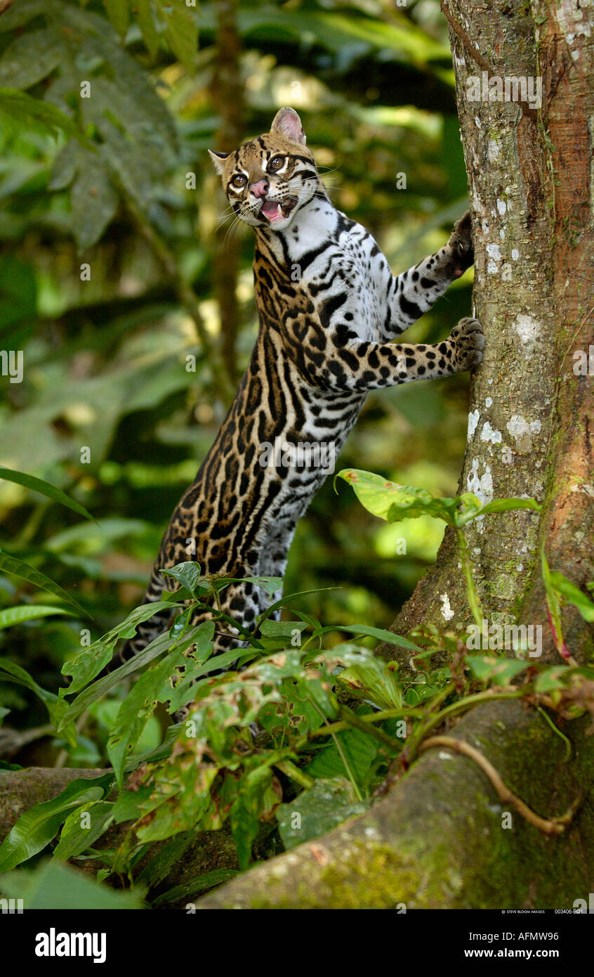 Ocelot felis leopardus pardalis amazon hi-res stock photography and ...